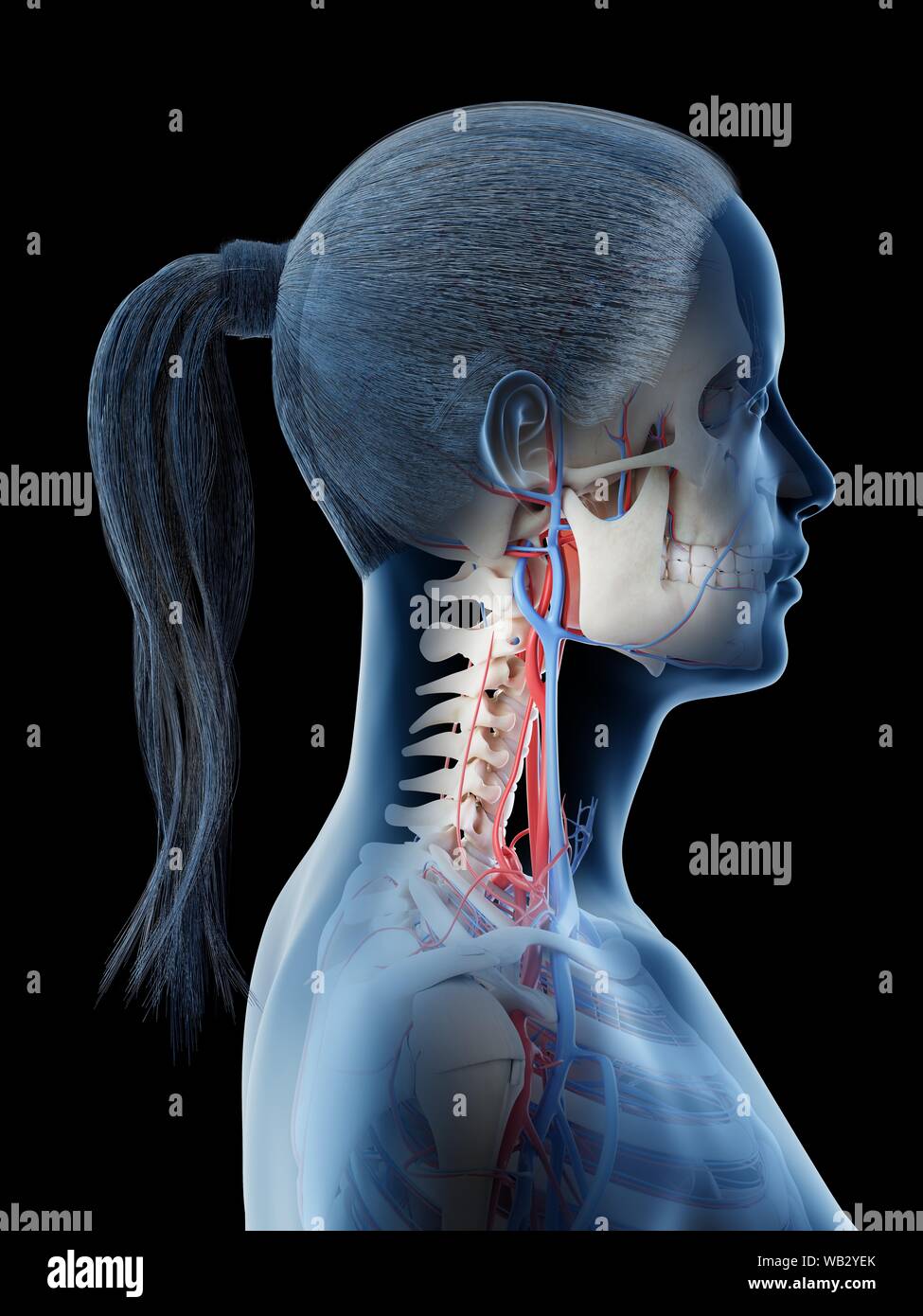 Vascular system of the head, computer illustration Stock Photo - Alamy