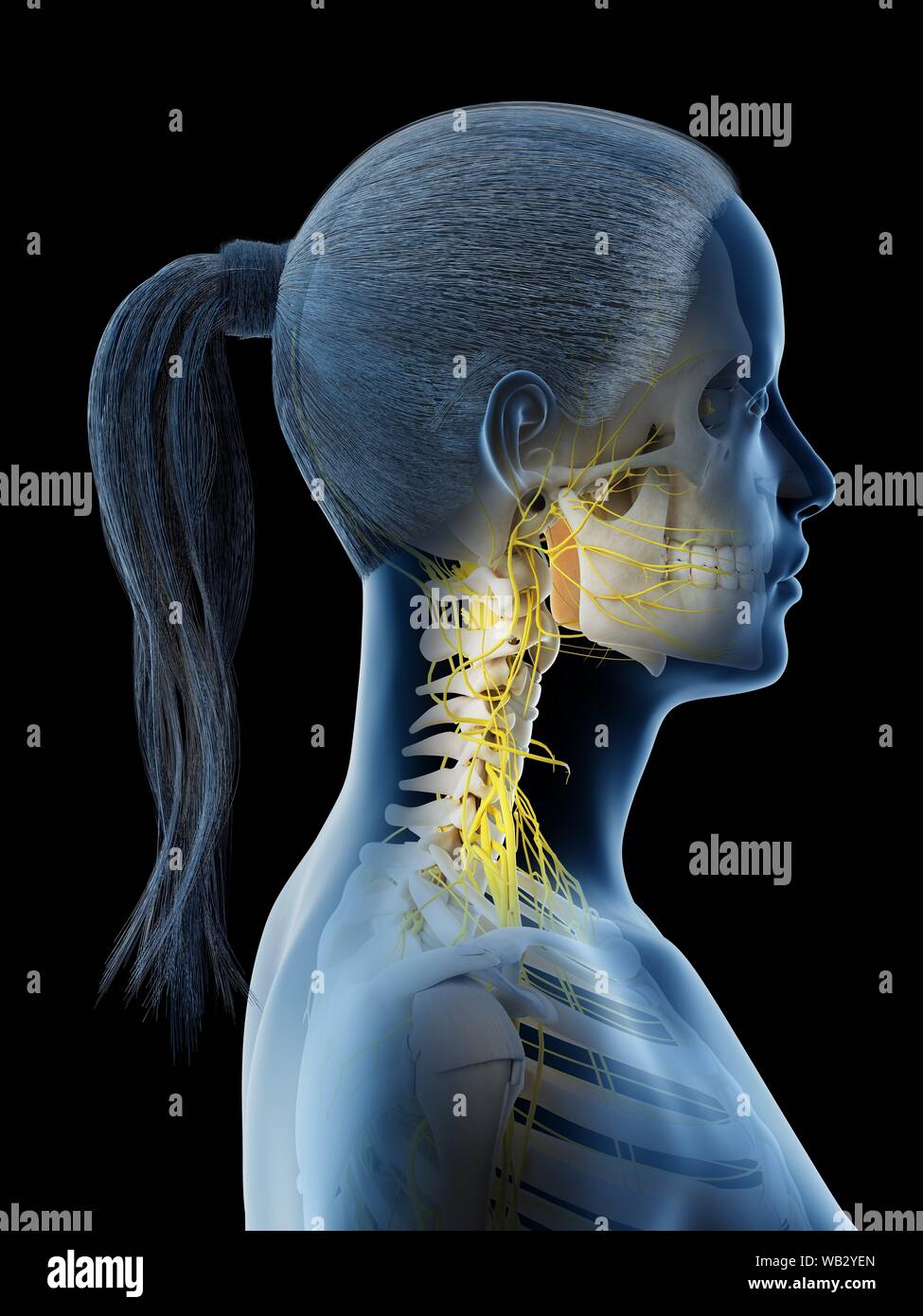 Nervous system of the neck, computer illustration Stock Photo - Alamy