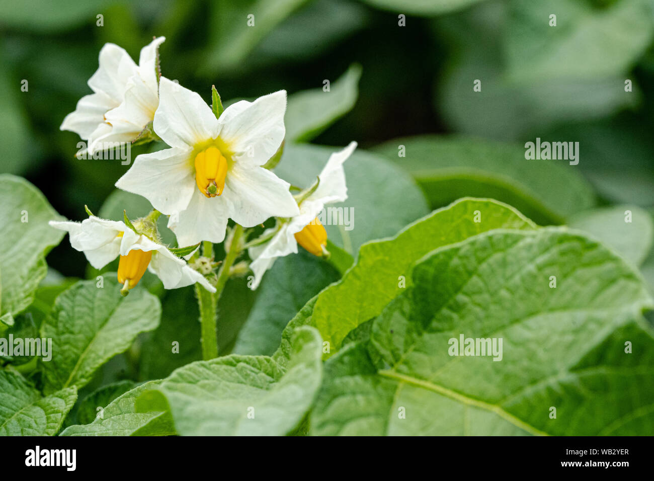 Flowering potato. Potato flowers blossom in sunlight grow in plant ...