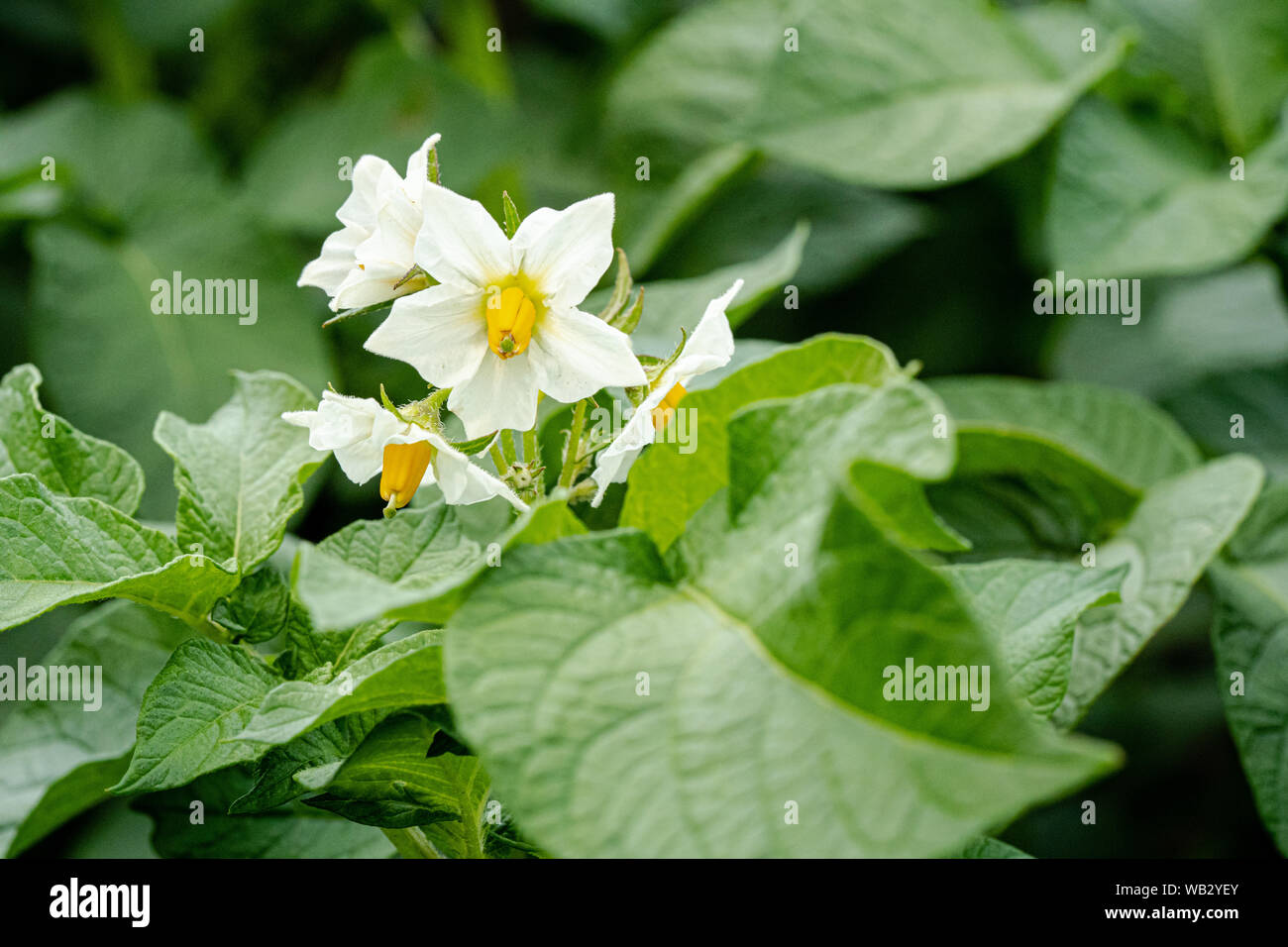 Flowering potato. Potato flowers blossom in sunlight grow in plant ...