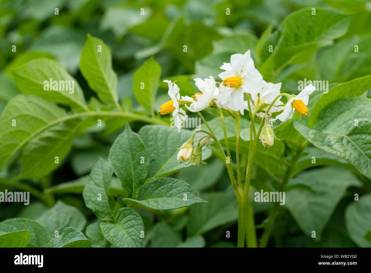 Flowering potato. Potato flowers blossom in sunlight grow in plant ...