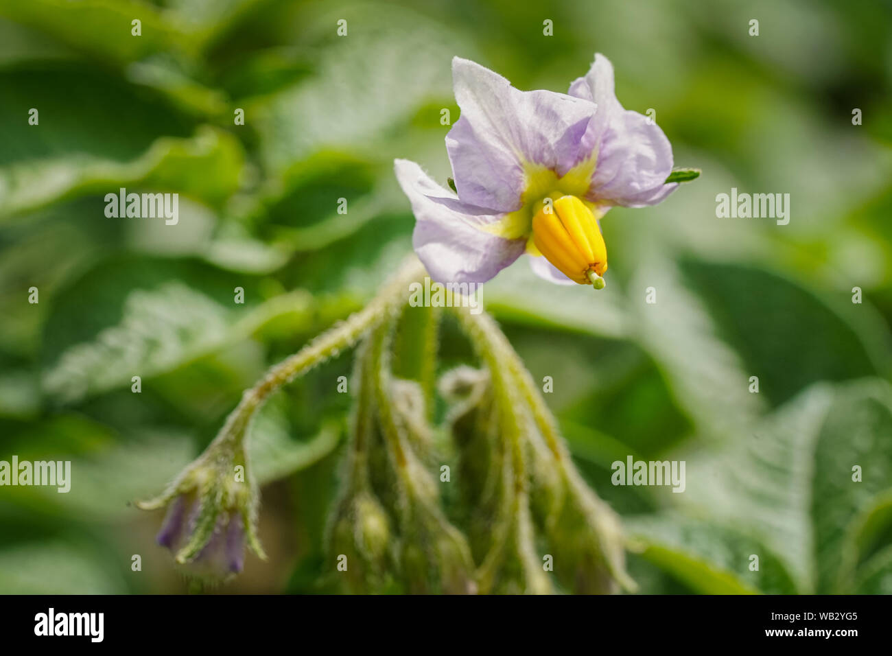 Flowering potato. Potato flowers blossom in sunlight grow in plant ...