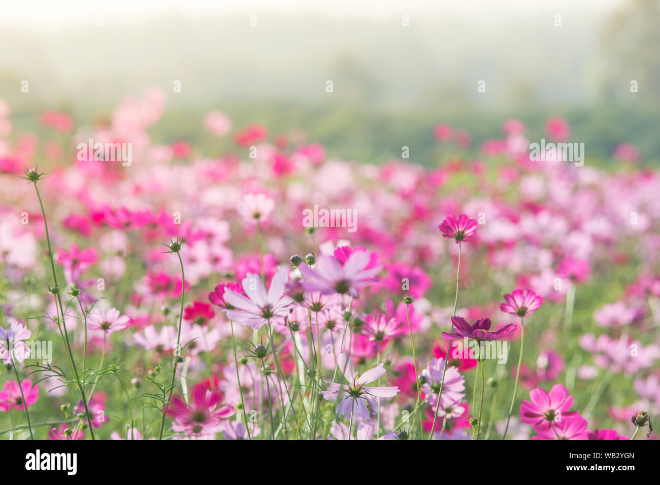 Cosmos flowers in nature, sweet background, blurry flower background ...