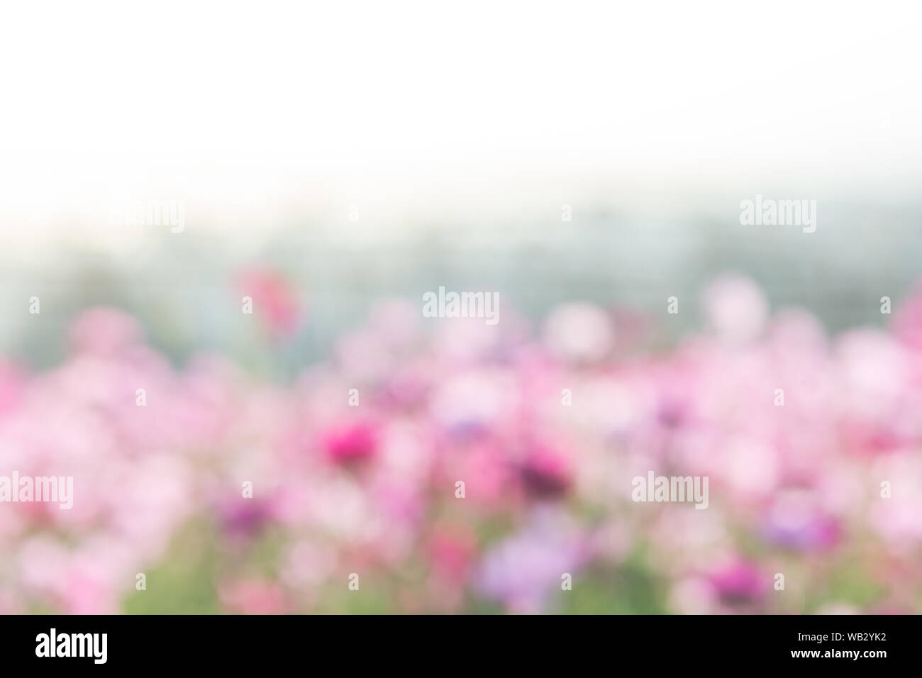 Blurry flower for background, colorful plants Stock Photo - Alamy