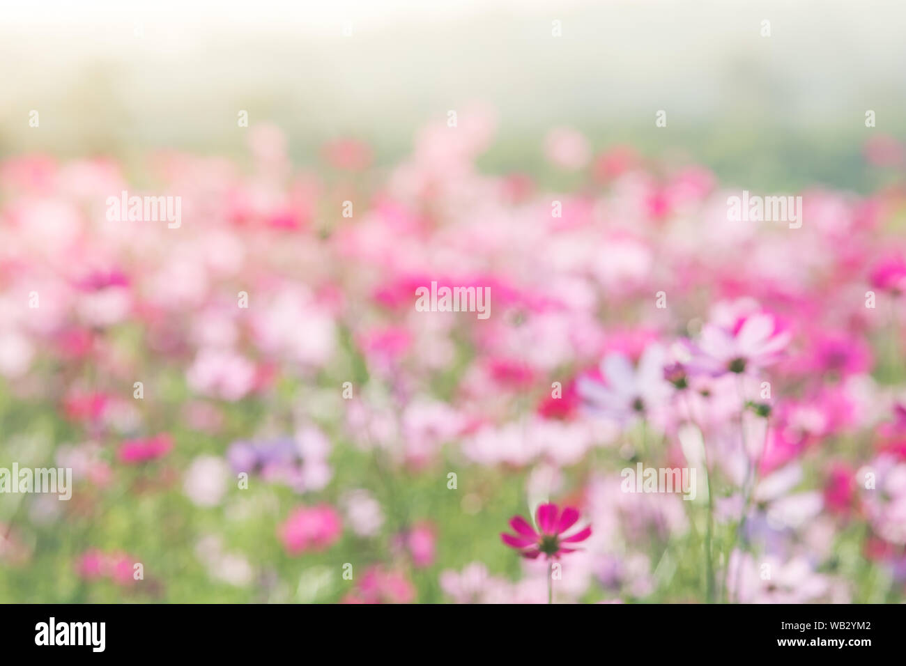 Cosmos flowers in nature, sweet background, blurry flower background ...