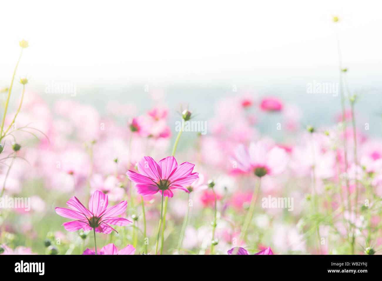 Cosmos flowers in nature, sweet background, blurry flower background ...