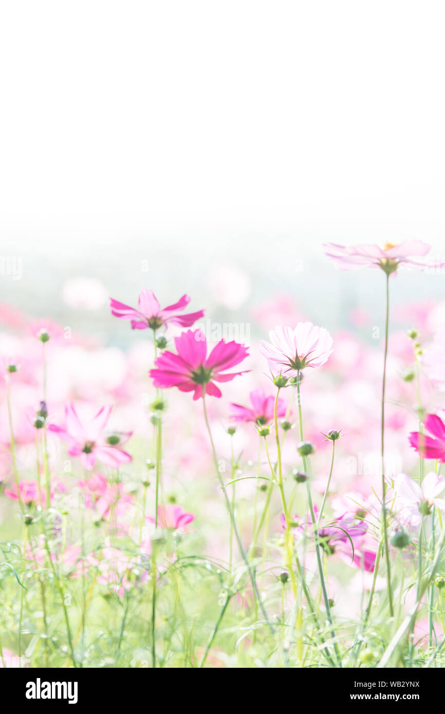 Cosmos flowers in nature, sweet background, blurry flower background ...