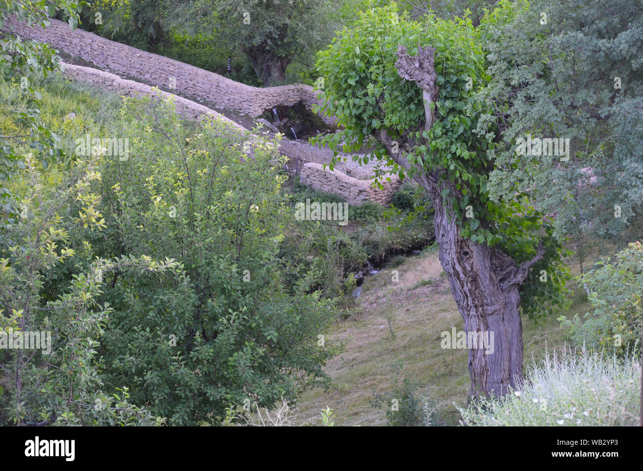 Forested valley bottom near the village of Uhum in the Nuratau ridge ...
