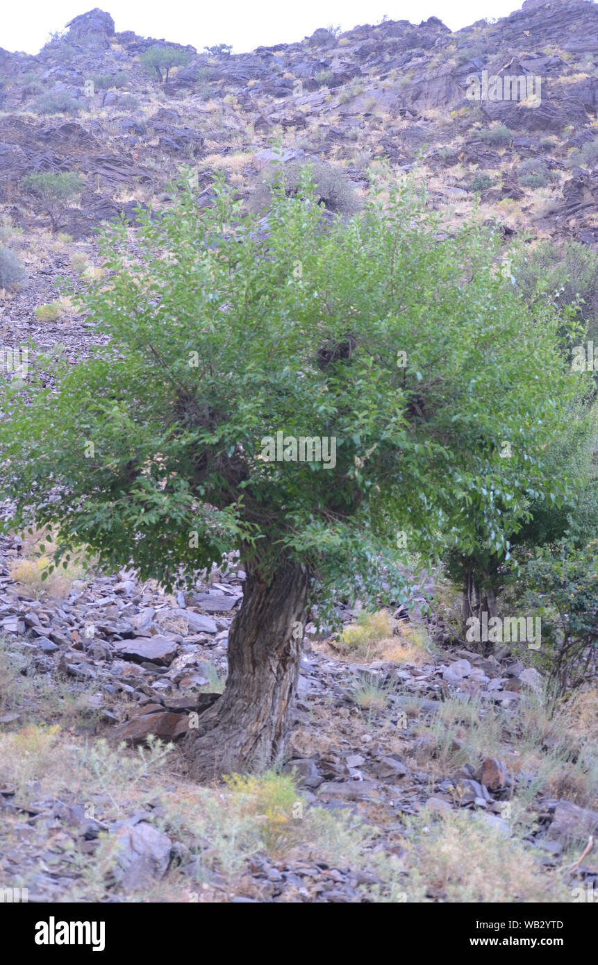Forested valley bottom near the village of Uhum in the Nuratau ridge ...