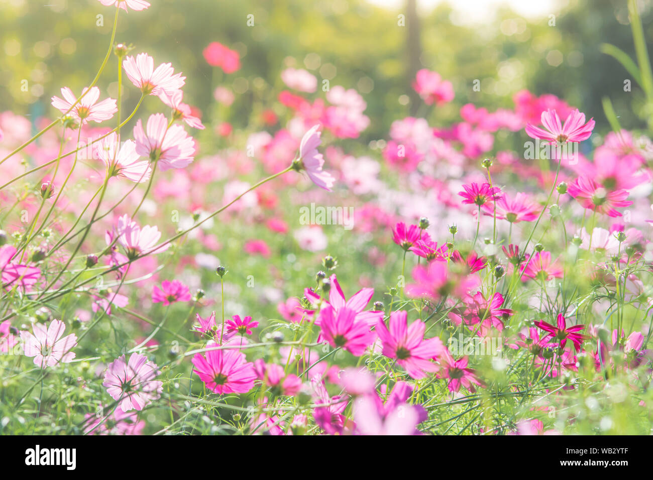 Cosmos flowers in nature, sweet background, blurry flower background ...
