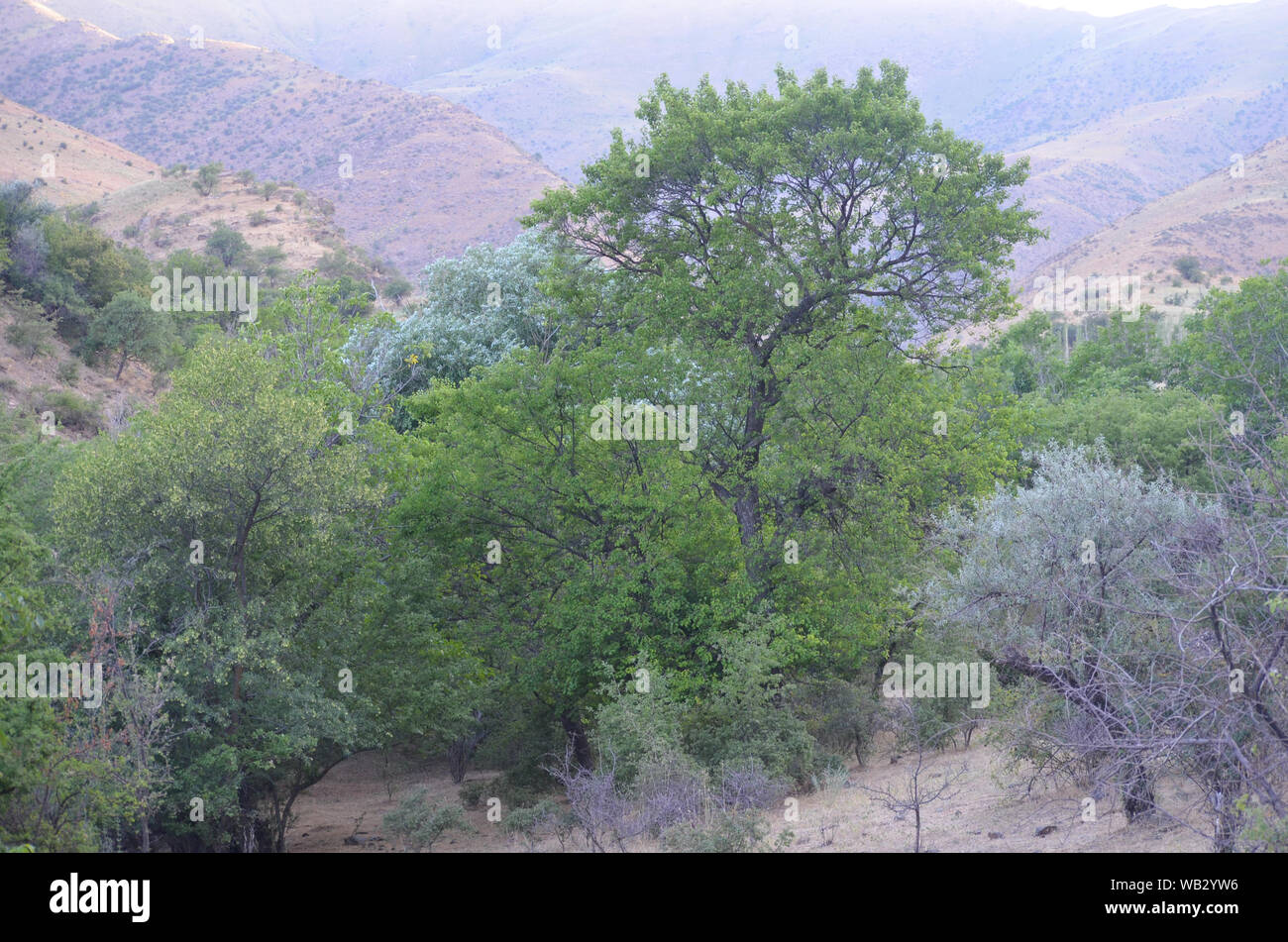 Forested valley bottom near the village of Uhum in the Nuratau ridge ...
