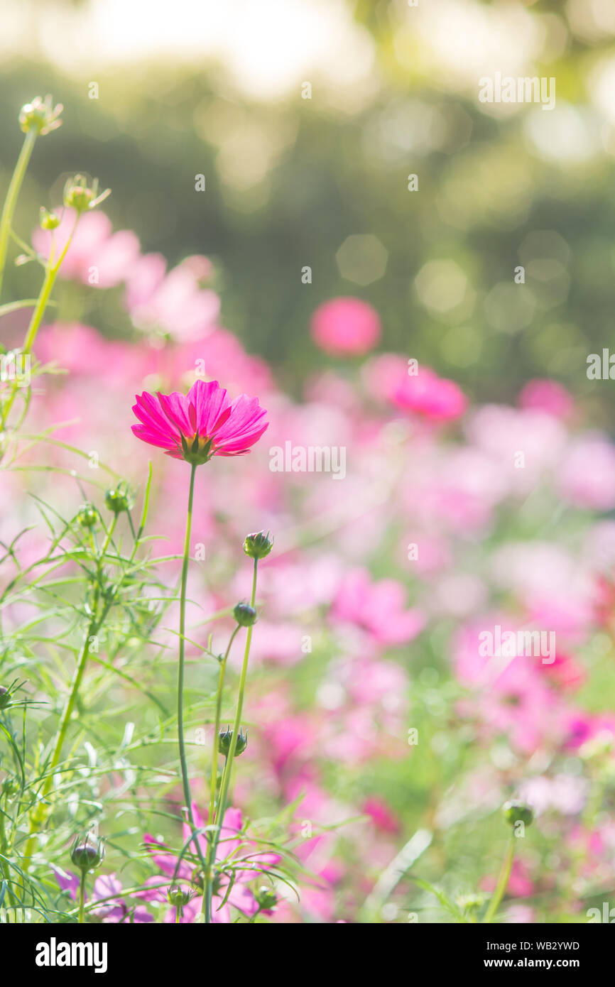 Cosmos flowers in nature, sweet background, blurry flower background ...