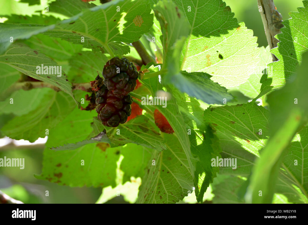 Black mulberry tree (Morus nigra) leaves and fruits, Nuratau mountains ...