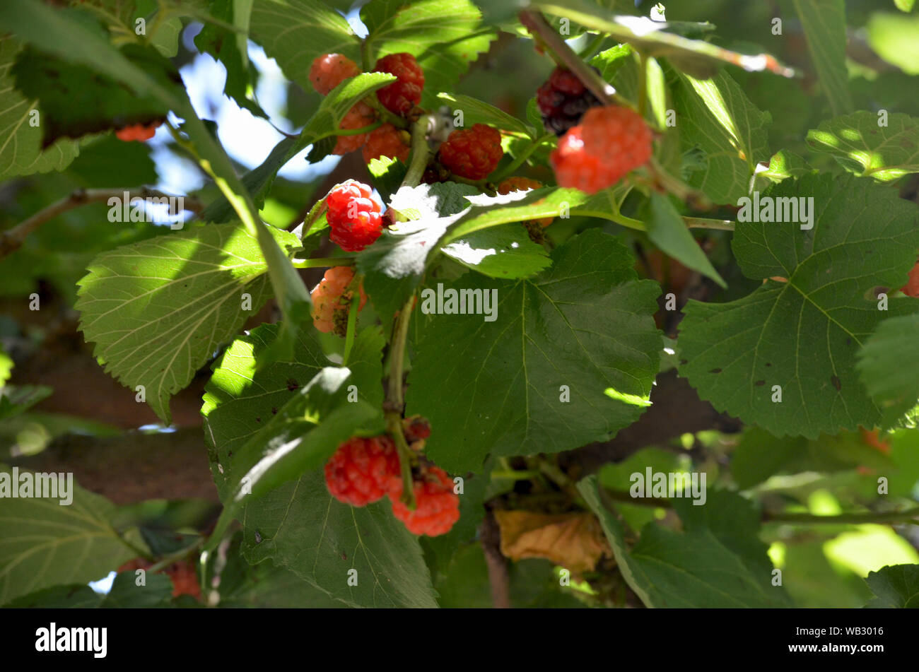 Black mulberry tree (Morus nigra) leaves and fruits, Nuratau mountains ...