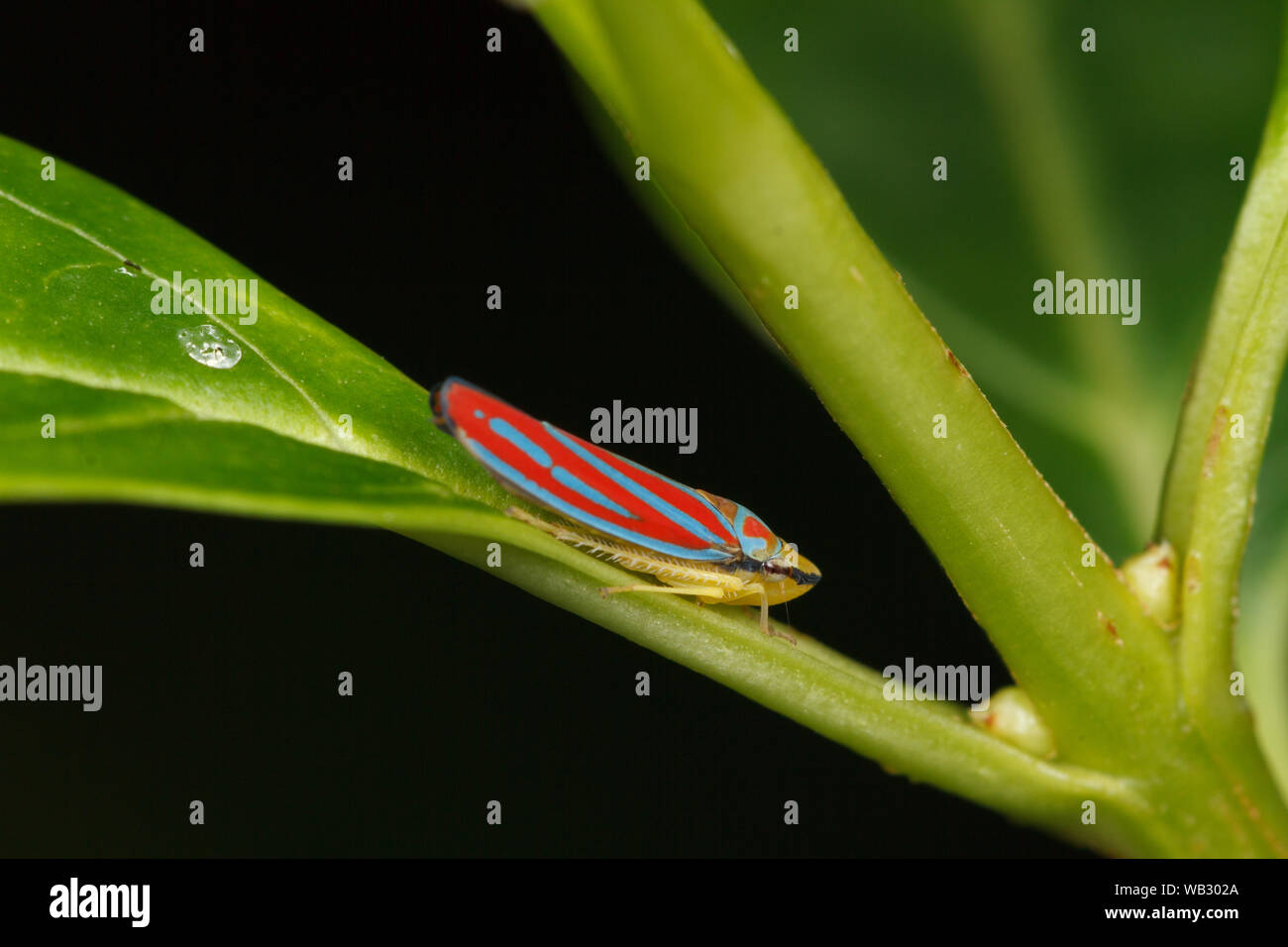 A red-banded leafhopper (Graphocephala coccinea) on a plant stem Stock ...