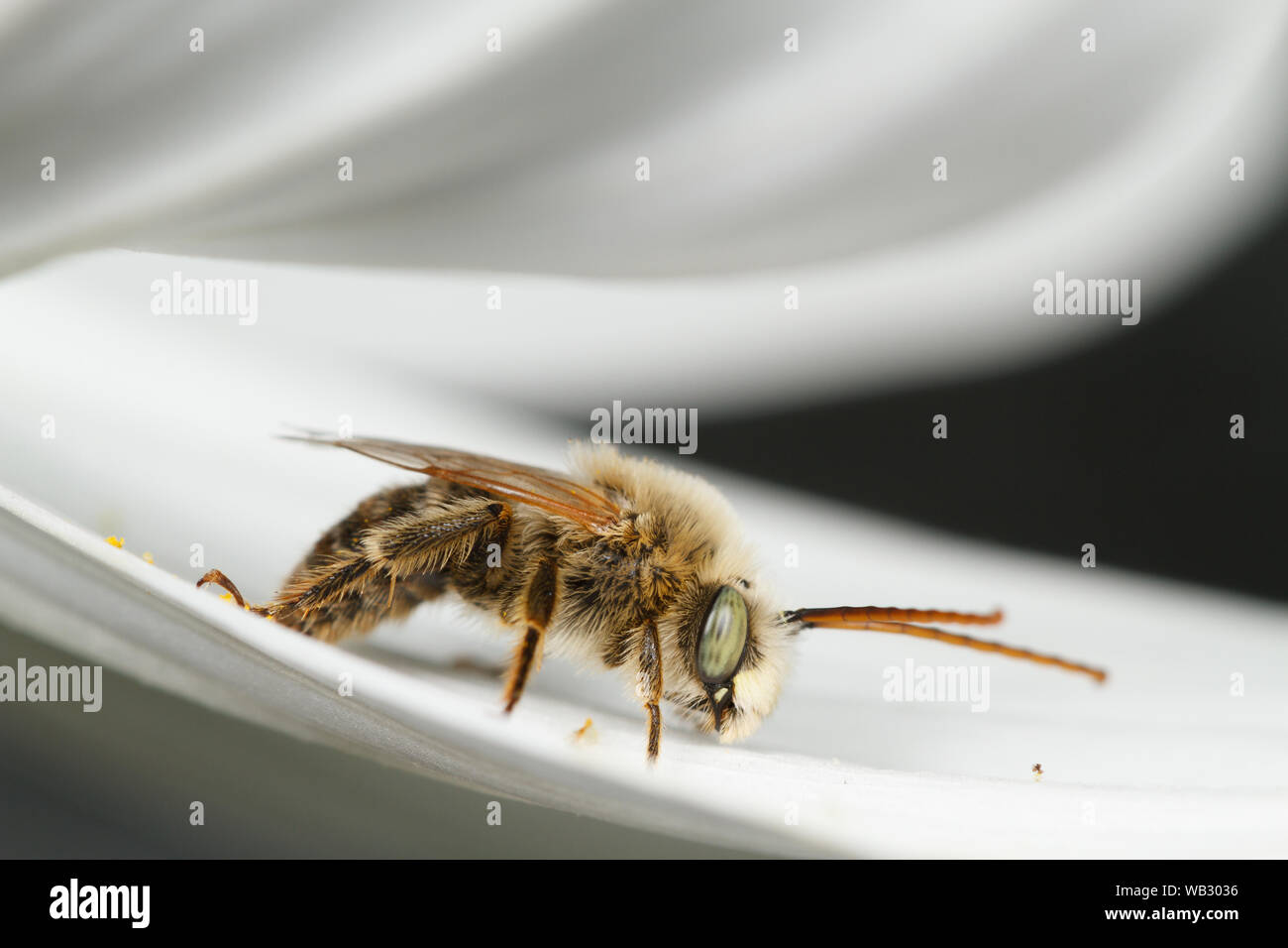 Long horned bee hi-res stock photography and images - Alamy