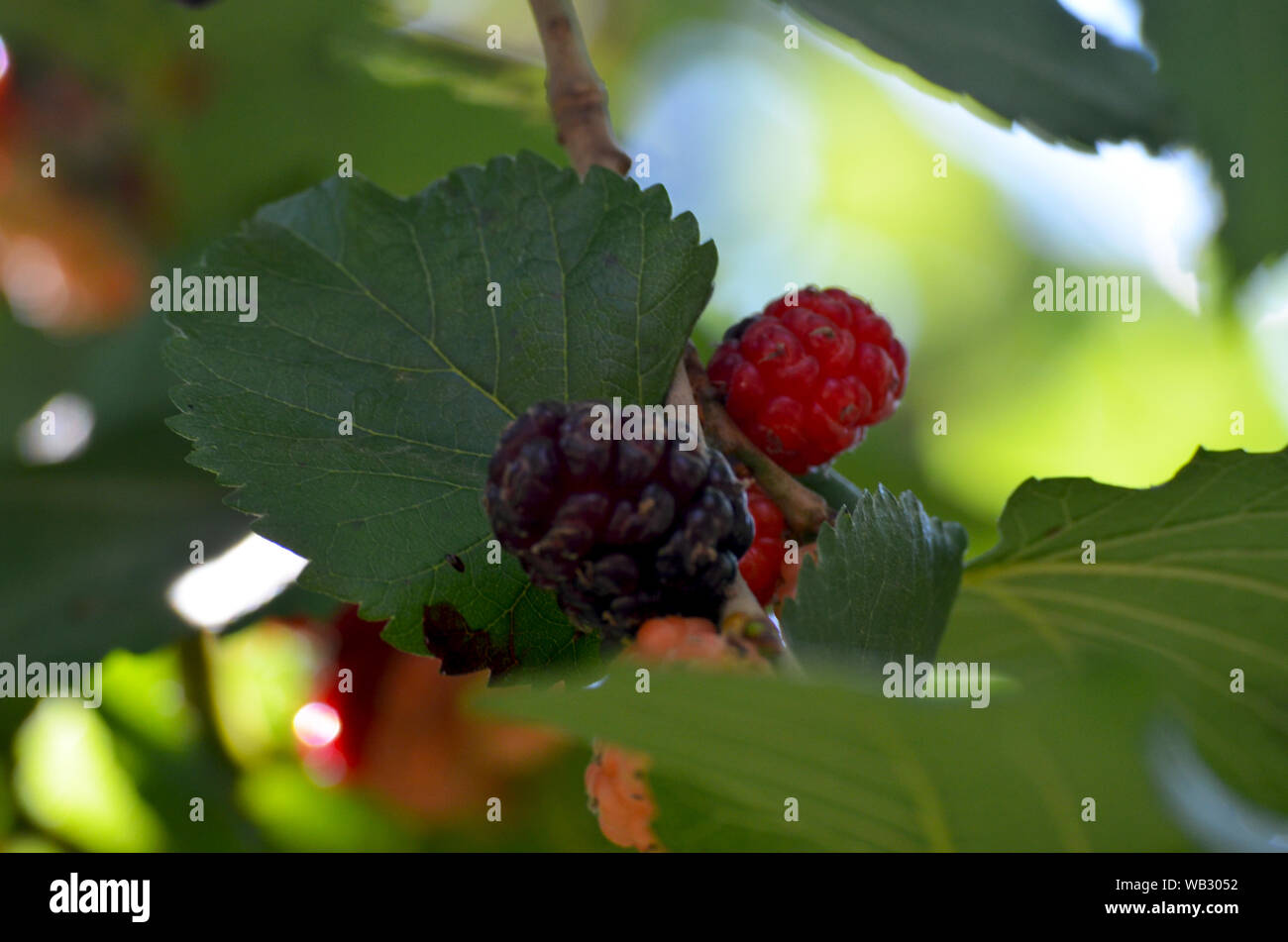 Black mulberry tree (Morus nigra) leaves and fruits, Nuratau mountains ...
