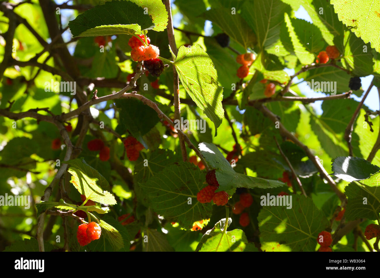 Black mulberry tree (Morus nigra) leaves and fruits, Nuratau mountains ...