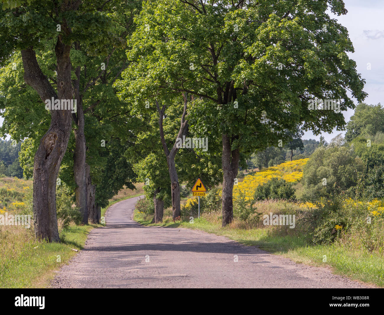 Old deciduous trees along the asphalt road in Poland. Tree lined ...
