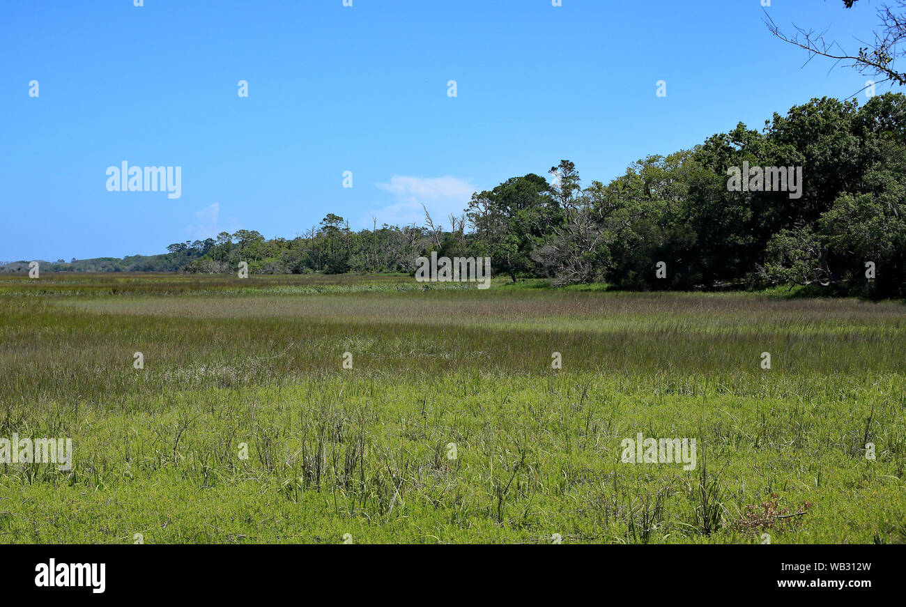 Green marshland near a stand of trees.on Jekyll Island Georgia, USA ...