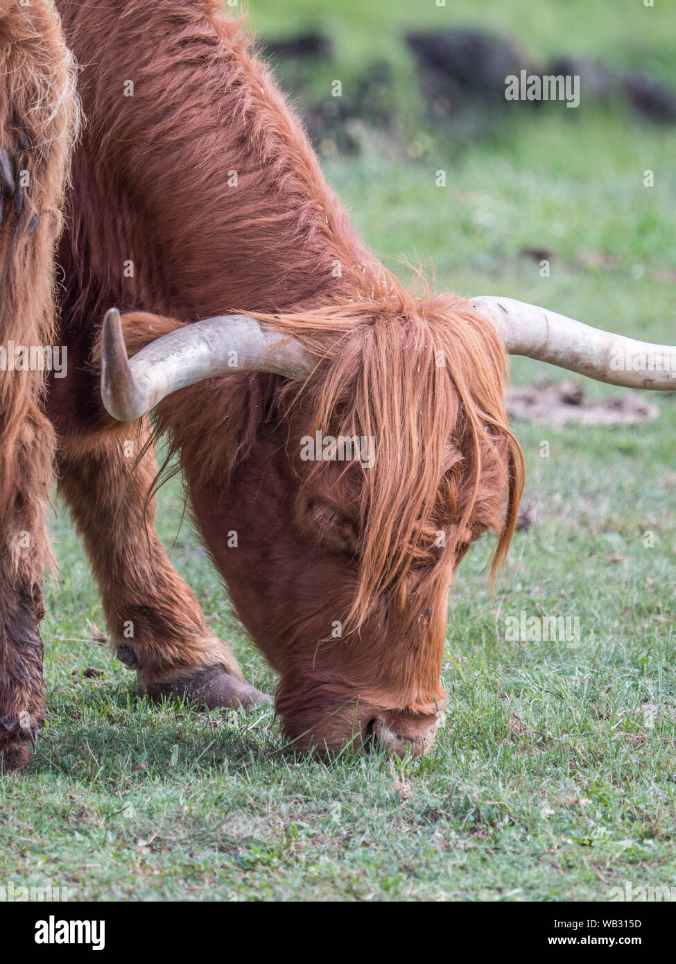 Highland cow on polish meadow. Highland cattle (Scottish Gaelic: Bò ...