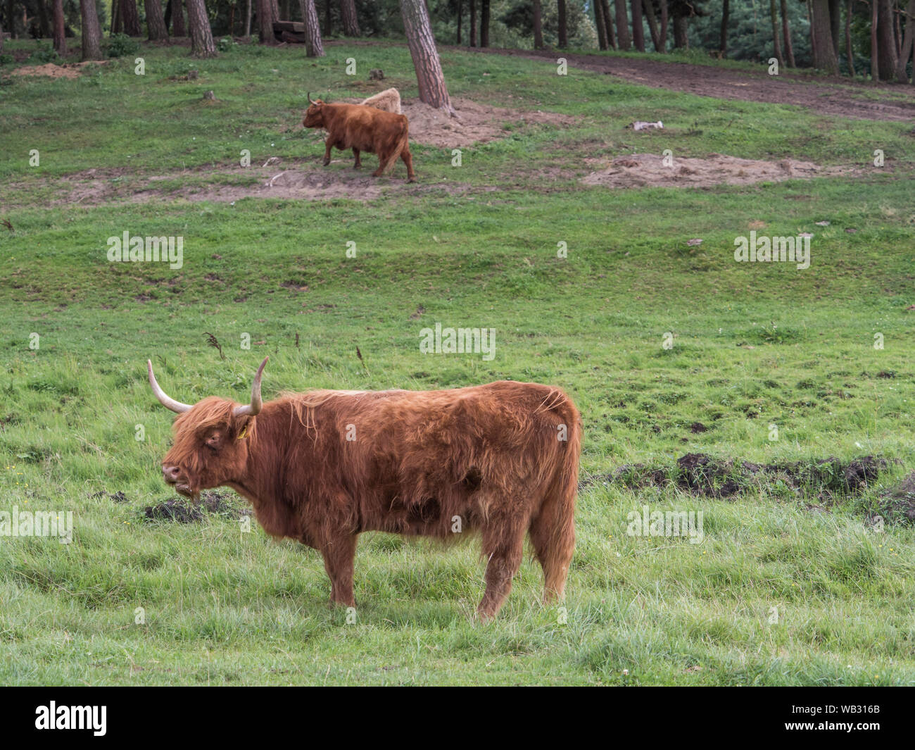 Highland cow on polish meadow. Highland cattle (Scottish Gaelic: Bò ...