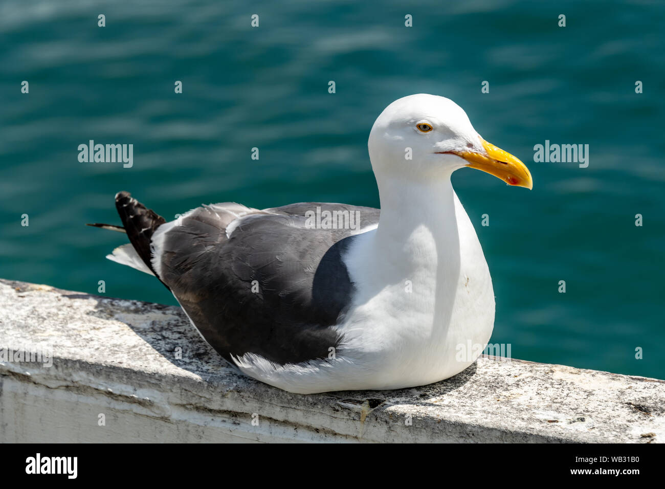 Seagull ice cream hi-res stock photography and images - Alamy