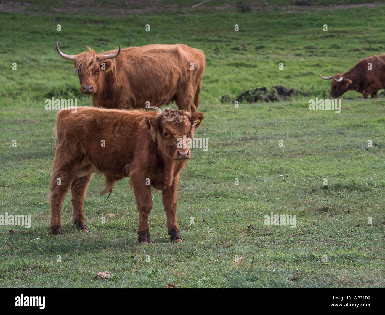 Highland cow on polish meadow. Highland cattle (Scottish Gaelic: Bò ...