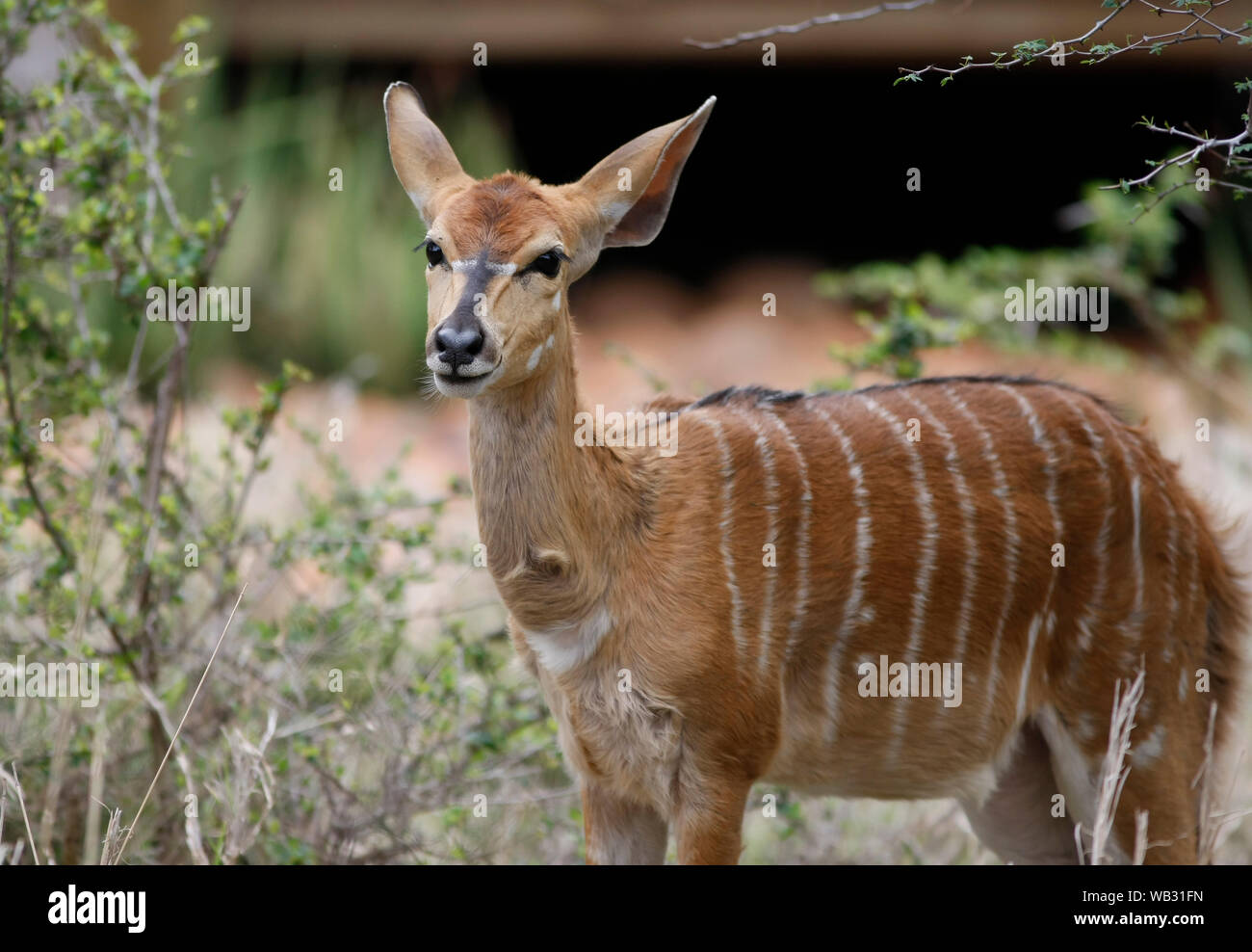 A Greater Kudu is seen in South Africa Stock Photo - Alamy