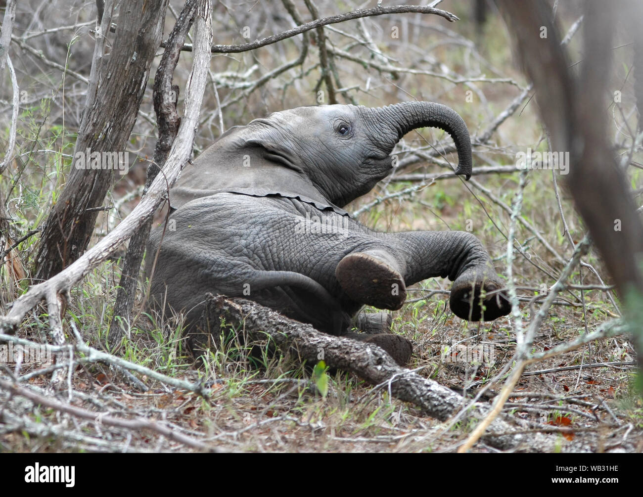 An African Elephant is seen in South Africa Stock Photo - Alamy