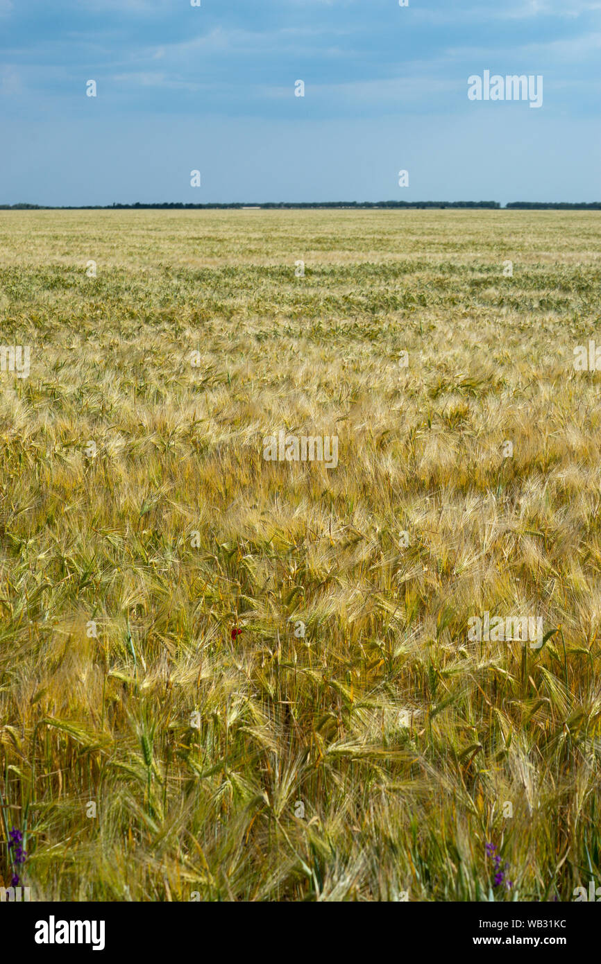Wheat field. Agricultural field with different varieties of wheat, near ...