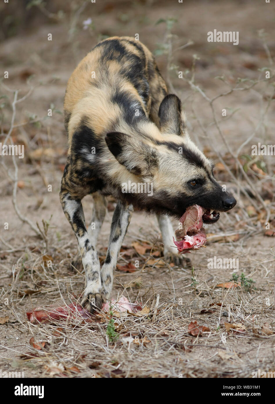 An African Wild Dog is seen in South Africa Stock Photo - Alamy