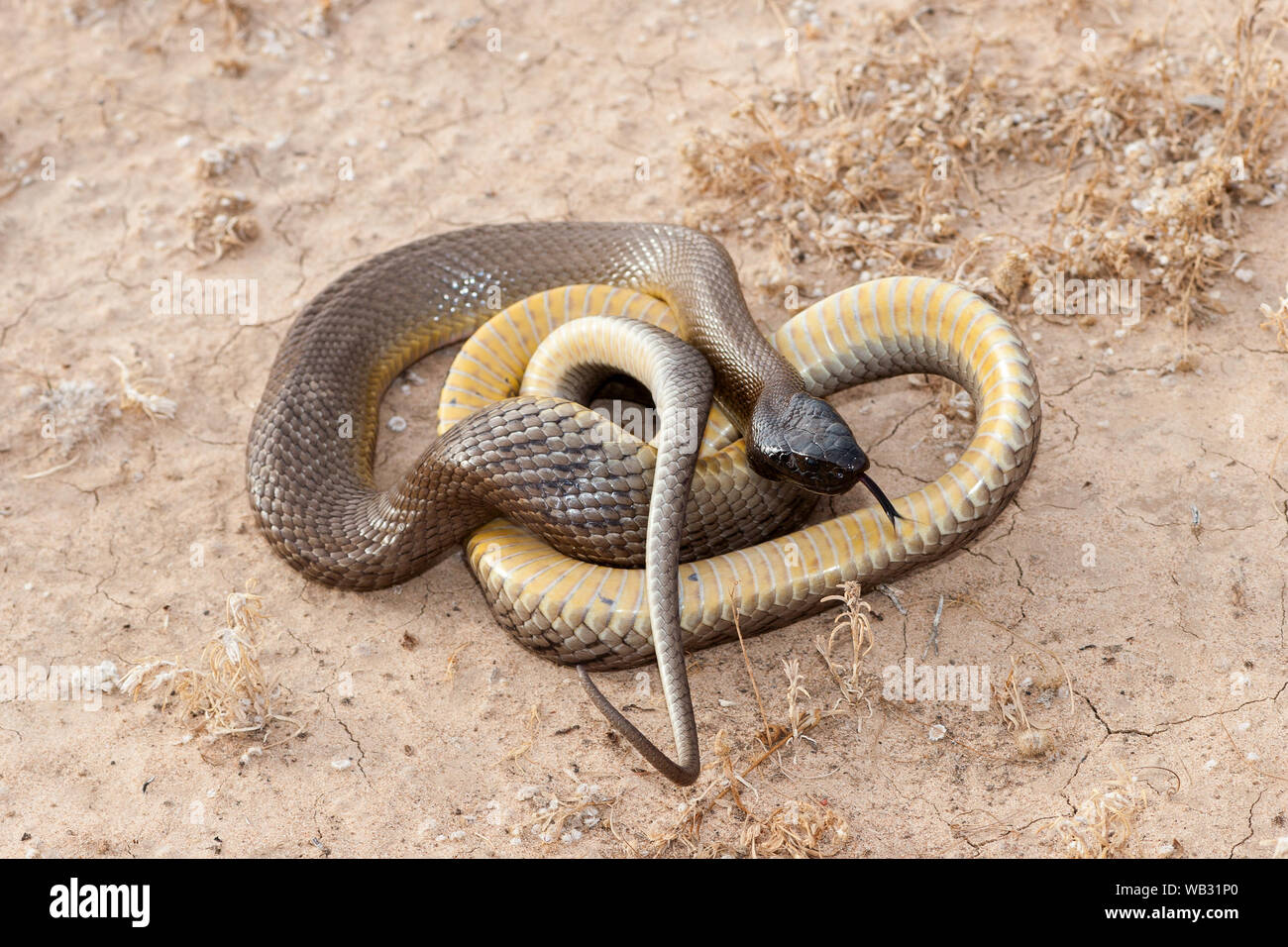 Inland taipan snake hi-res stock photography and images - Alamy