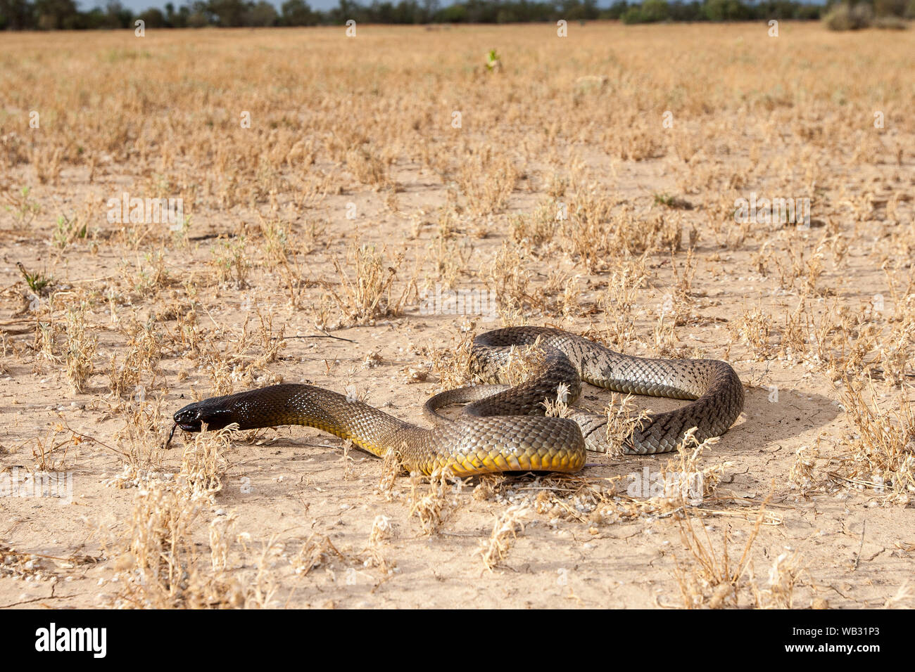 Inland taipan hi-res stock photography and images - Alamy