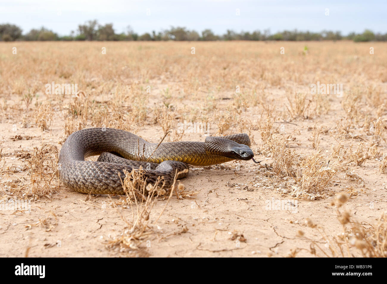 Inland taipan snake hi-res stock photography and images - Alamy