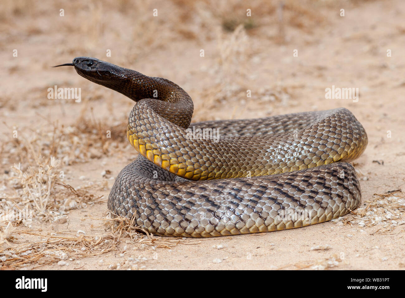 Western Taipan Queensland Museum
