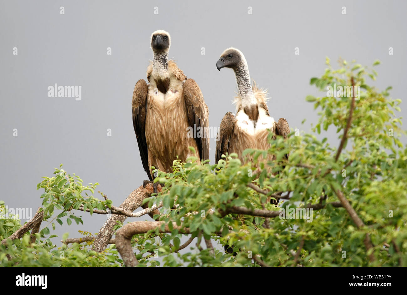 A Vulture is seen in South Africa Stock Photo - Alamy