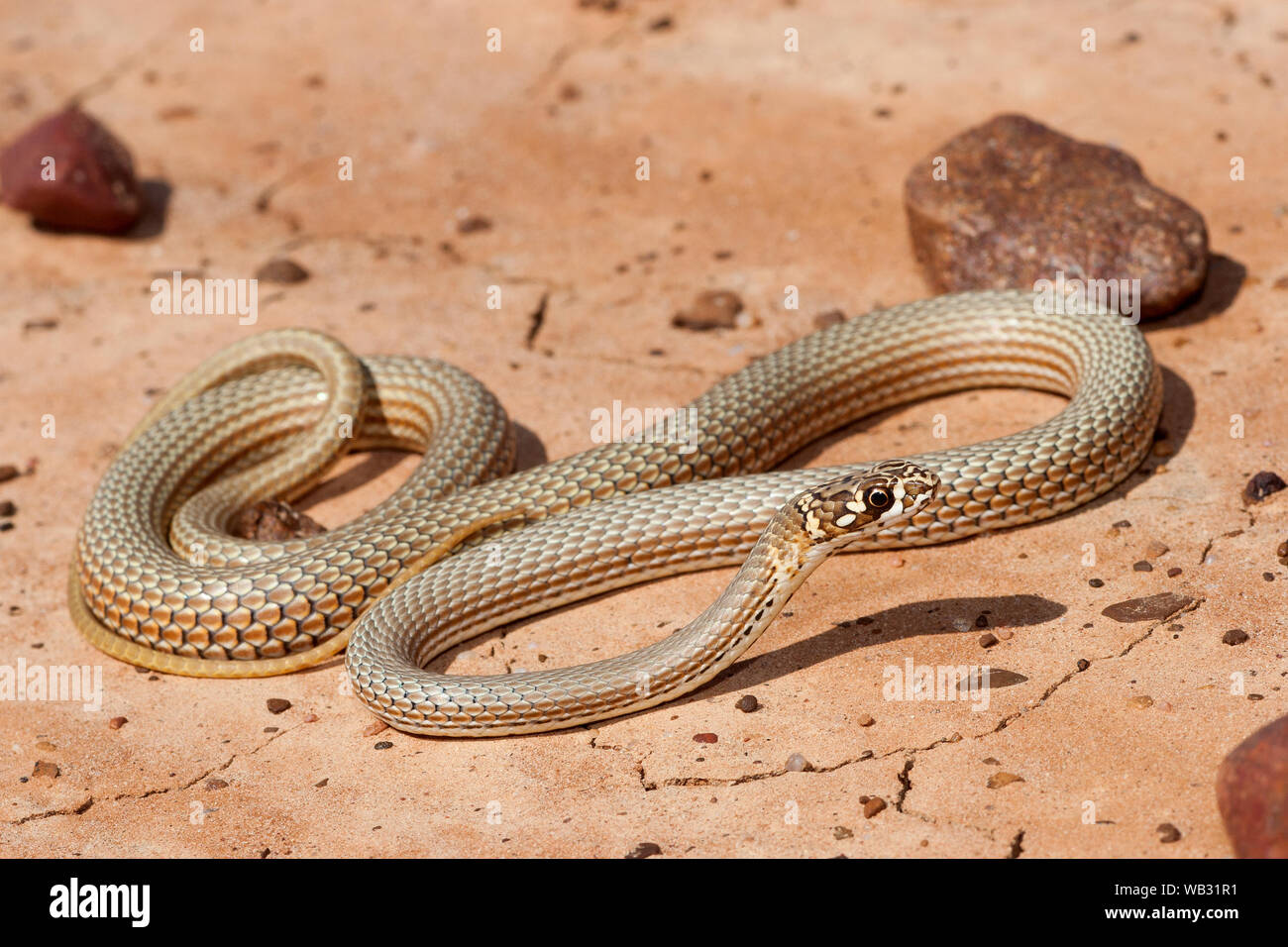 Australian Soil crack Whip Snake Stock Photo - Alamy