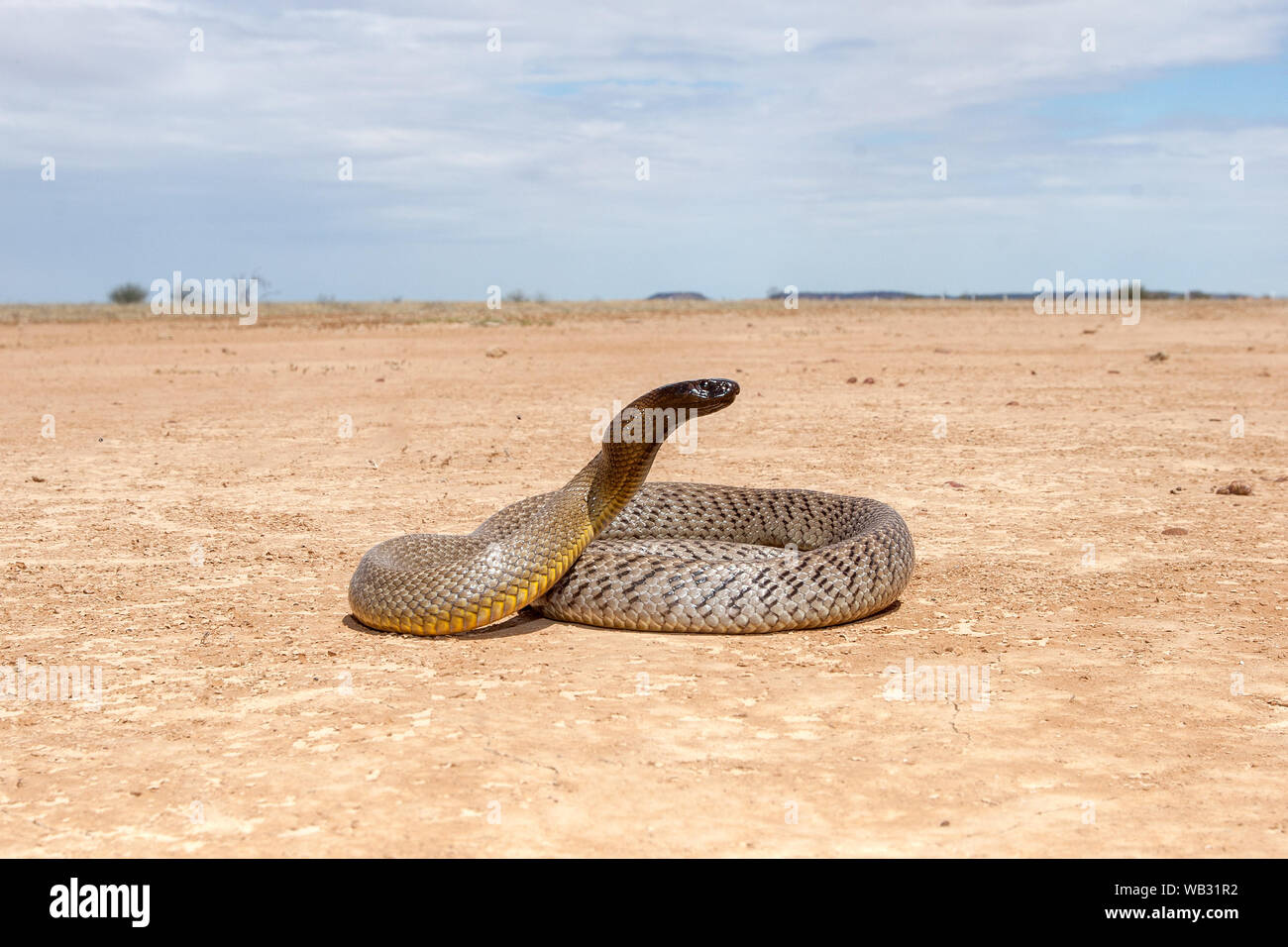 Inland taipan hi-res stock photography and images - Alamy