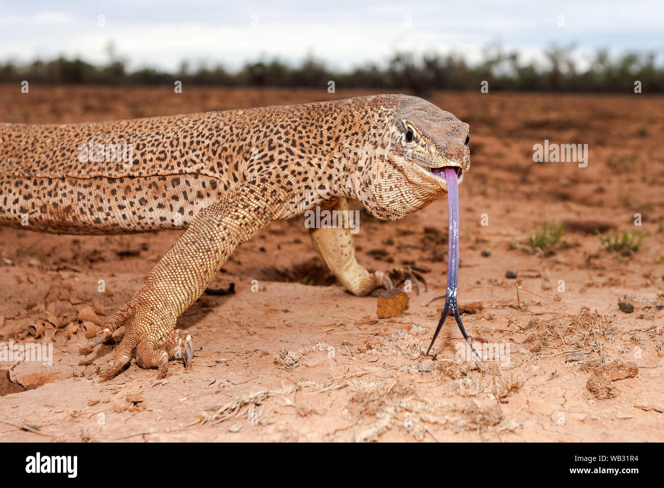 Yellow Spotted Monitor or Goanna Stock Photo - Alamy