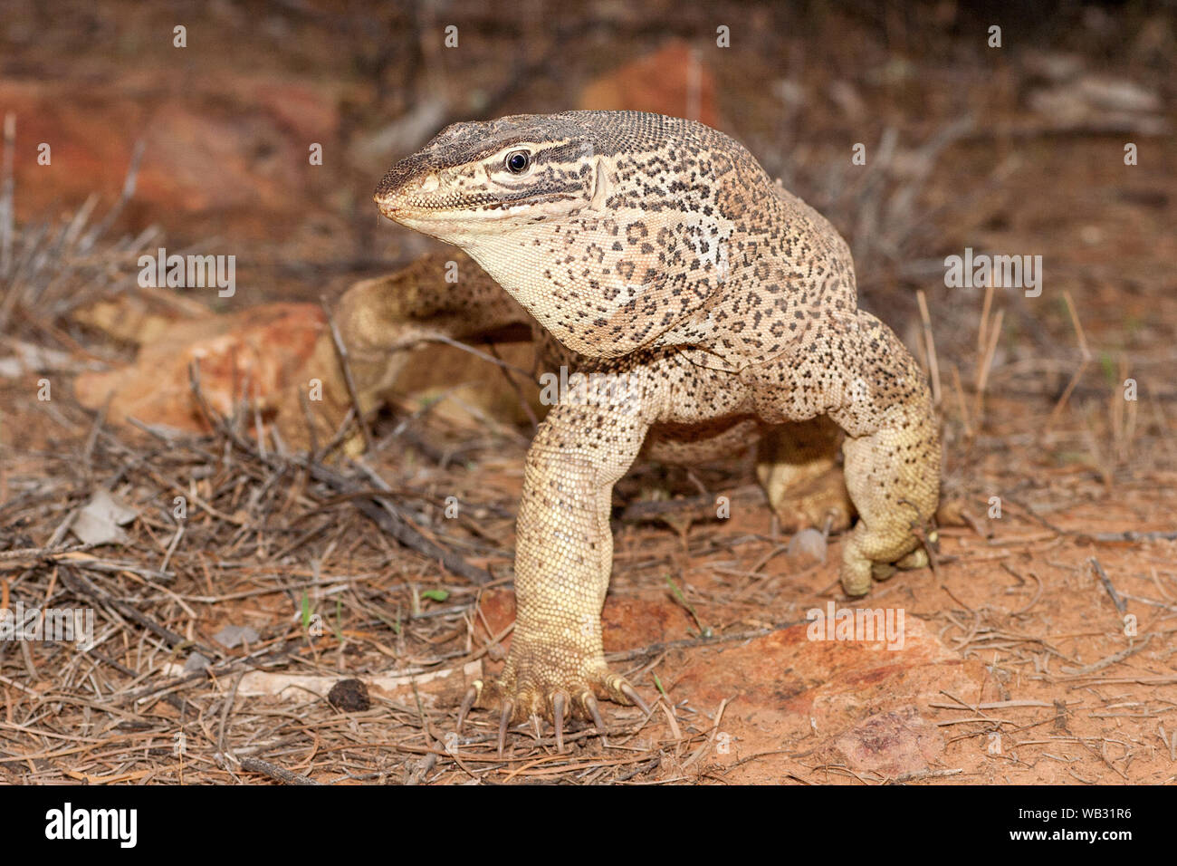 Yellow Spotted Monitor or Goanna Stock Photo - Alamy