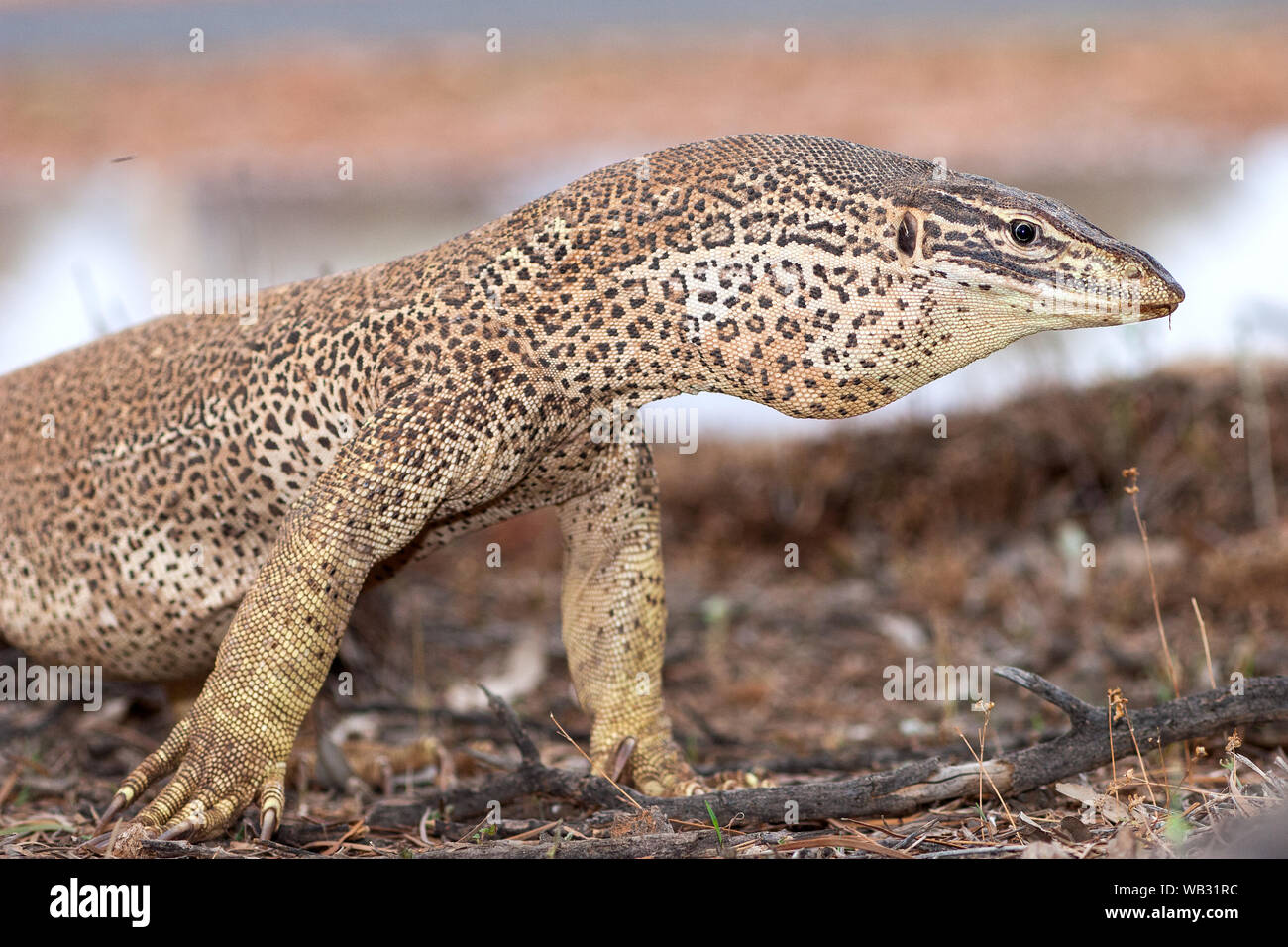 Yellow Spotted Monitor High Resolution Stock Photography and Images - Alamy