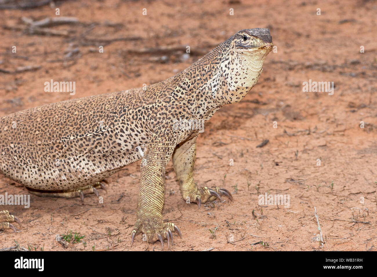Yellow Spotted Monitor or Goanna Stock Photo - Alamy
