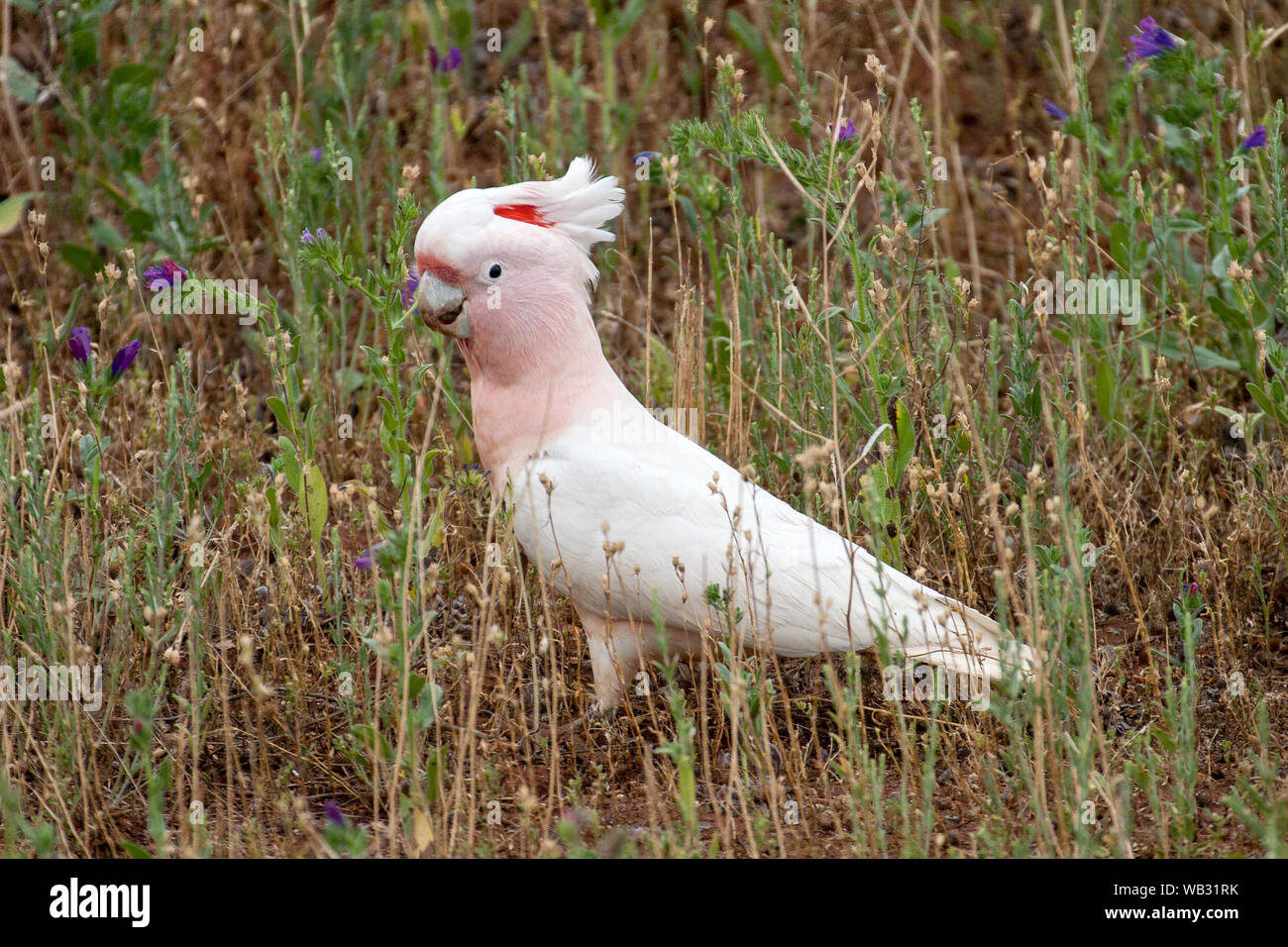 Australian Major Mitchell or Pink Cockatoo Stock Photo - Alamy