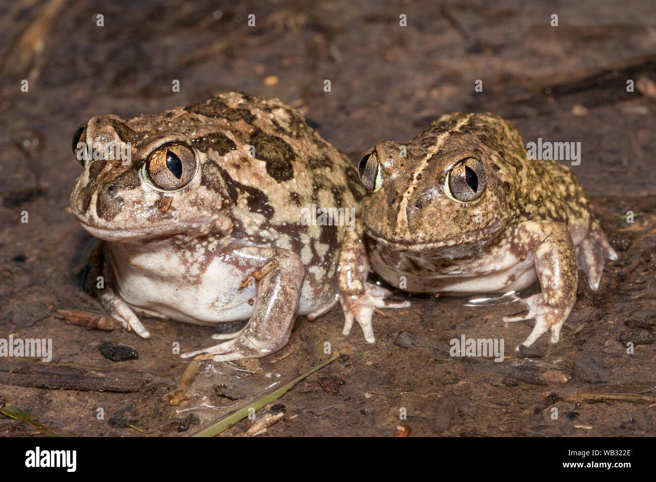Sudell's or Painted Burrowing Frog Stock Photo - Alamy