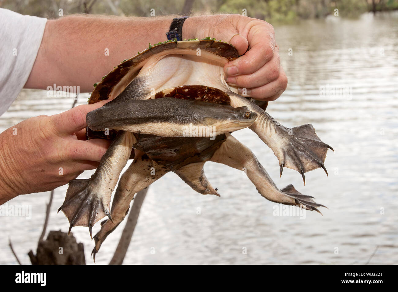 Australian Broad shelled River Turtle being held by researcher Stock ...