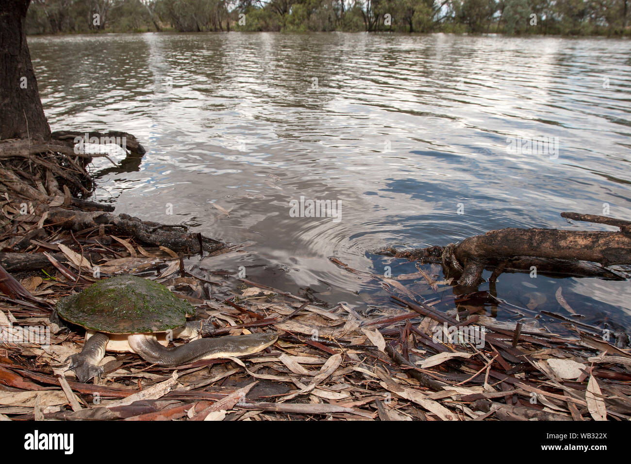 Australian Broad shelled River Turtle in habitat Stock Photo - Alamy
