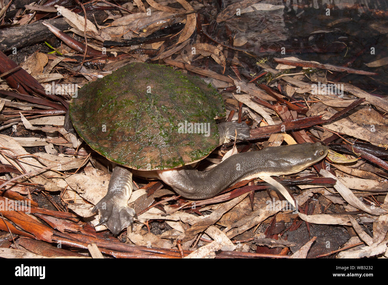 Australian Broad shelled River Turtle Stock Photo - Alamy