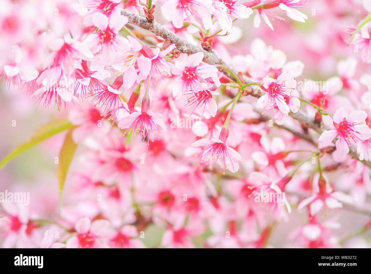 Spring time with beautiful cherry blossoms, pink sakura flowers Stock ...