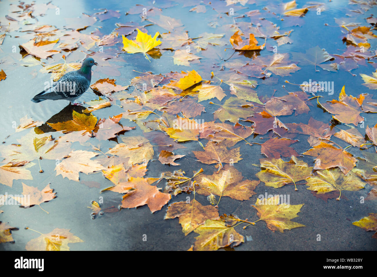 A pigeon walks across a background of fallen autumn leaves floating in a shallow puddle of rain ...